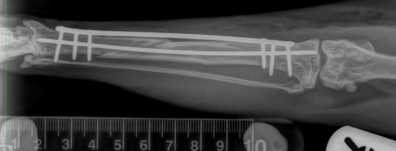 Tilly – tibial fracture to right hind leg – Tonbridge Vets