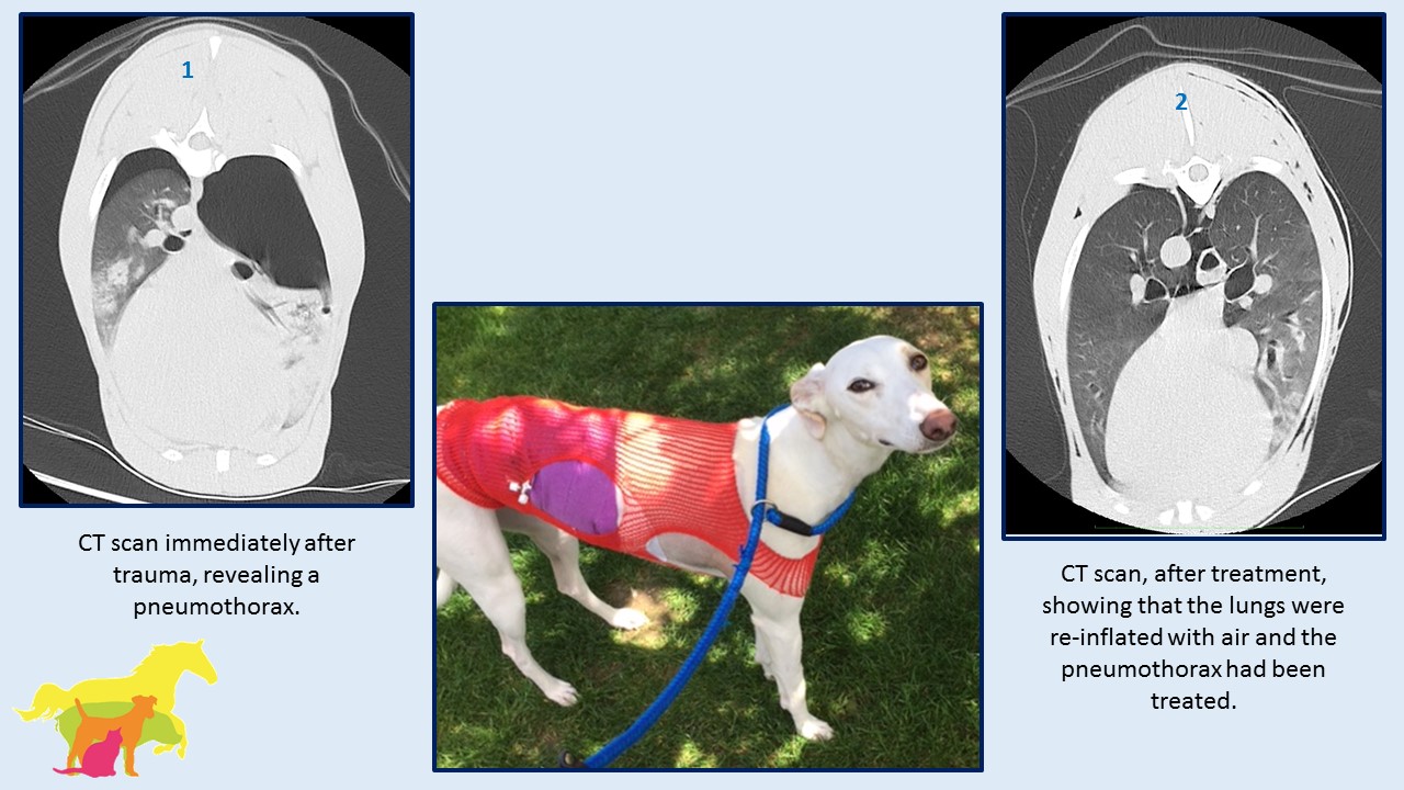 Daisy – lung trauma after high impact collision with a tree | Tonbridge ...